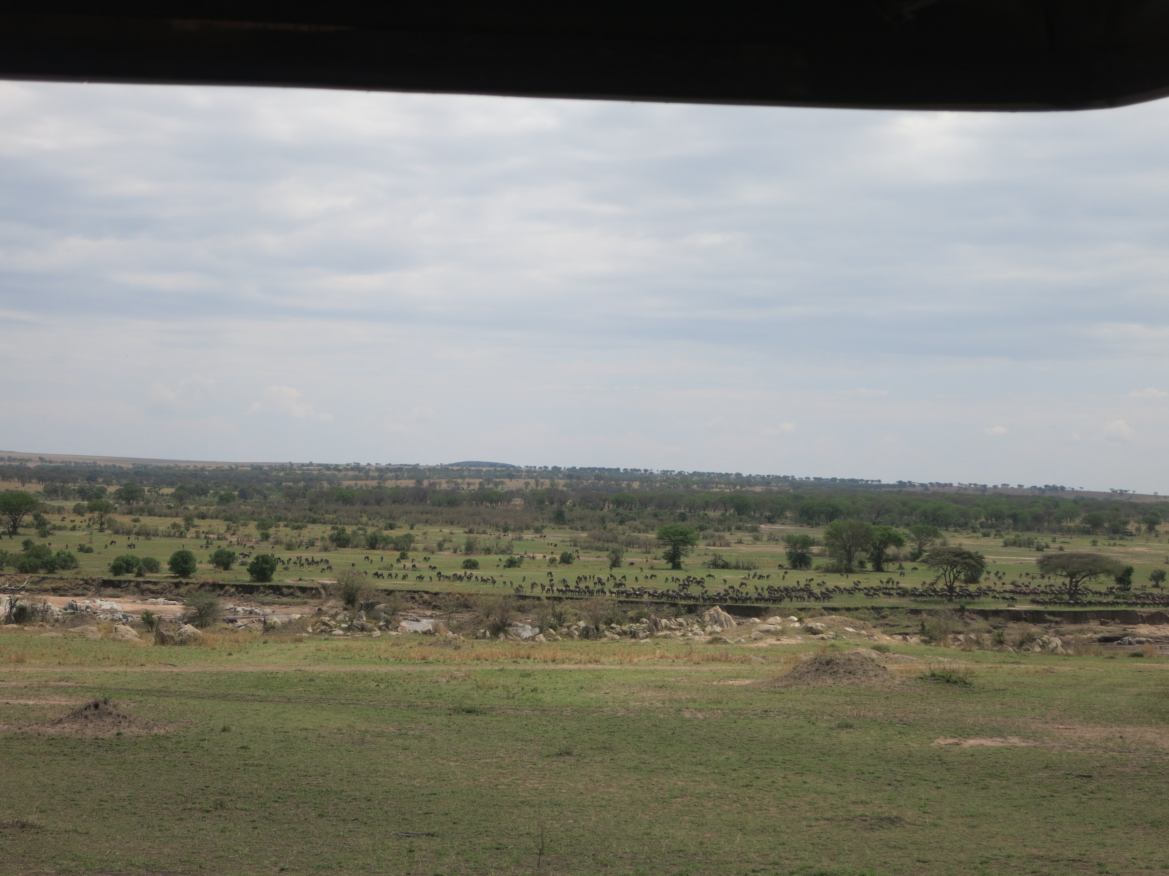 The Wildest Ride: A Wildebeest River Crossing in the Serengeti ...
